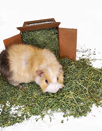 High Desert Alfalfa Hay - Dried Natural Alfalfa Hay for Rabbits, Guinea Pigs, Chinchillas, and Ferrets - Protein and Fiber Rich Food for Small Animals - Healthy Pet Food