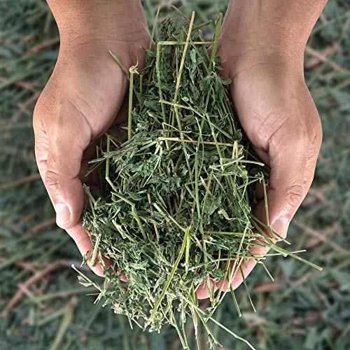 High Desert Alfalfa Hay - Dried Natural Alfalfa Hay for Rabbits, Guinea Pigs, Chinchillas, and Ferrets - Protein and Fiber Rich Food for Small Animals - Healthy Pet Food