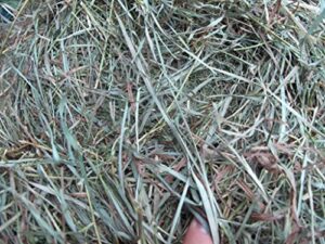 nibbles all natural guinea pig orchard grass hay 7lbs