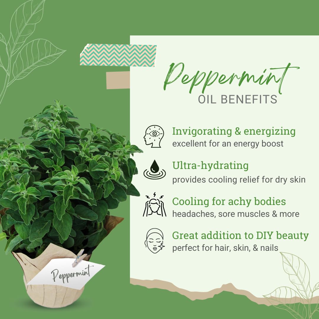 1 fl oz Peppermint Essential Oil (Mentha Piperita) (100% Pure & Uncut) - GreenHealth