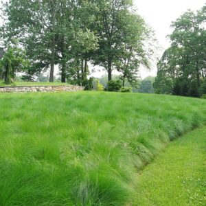 qauzuy garden 200 prairie dropseed seeds (sporobolus heterolepis) ornamental native grass - drought tolerant - perennial ground lawn cover grass - low-maintenance