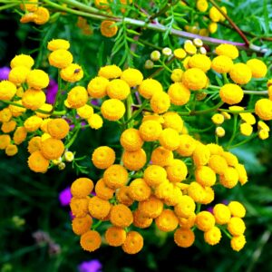 200 Tansy Herb Seeds for Planting - Excellent Cut Flower, Used for Essential Oil