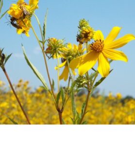 showy tickseed (bidens aristosa), seed packet, true native seed