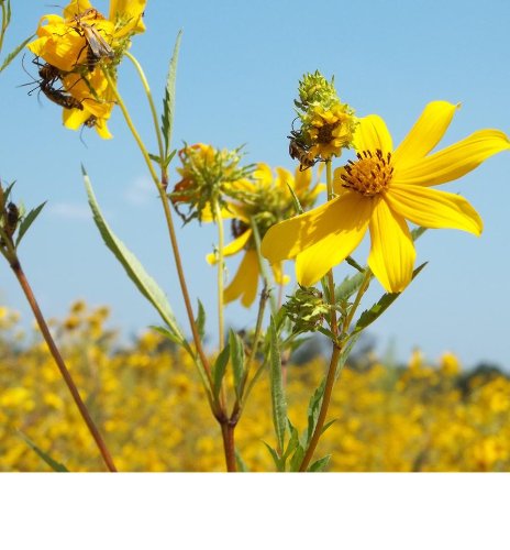 Showy Tickseed (Bidens aristosa), Seed Packet, True Native Seed