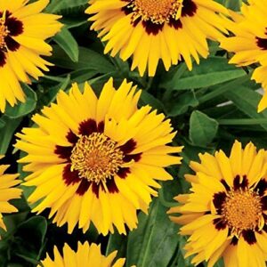 largeflower tickseed-brilliant golden blooms large and very showy (25 - seeds)