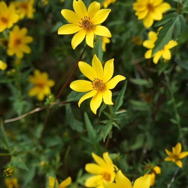 BIDENS aristosa (Tickseed Sunflower) Flower Seeds by MySeeds.Co, You Choose The Quantity (1 LB (190,000 Seeds))