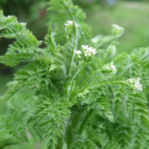 anthriscus cerefolium seeds french parsley, chervil annual fragrant attracts bees & butterflies edible cooking beds borders containers outdoor 800pcs herb seeds by yegaol garden