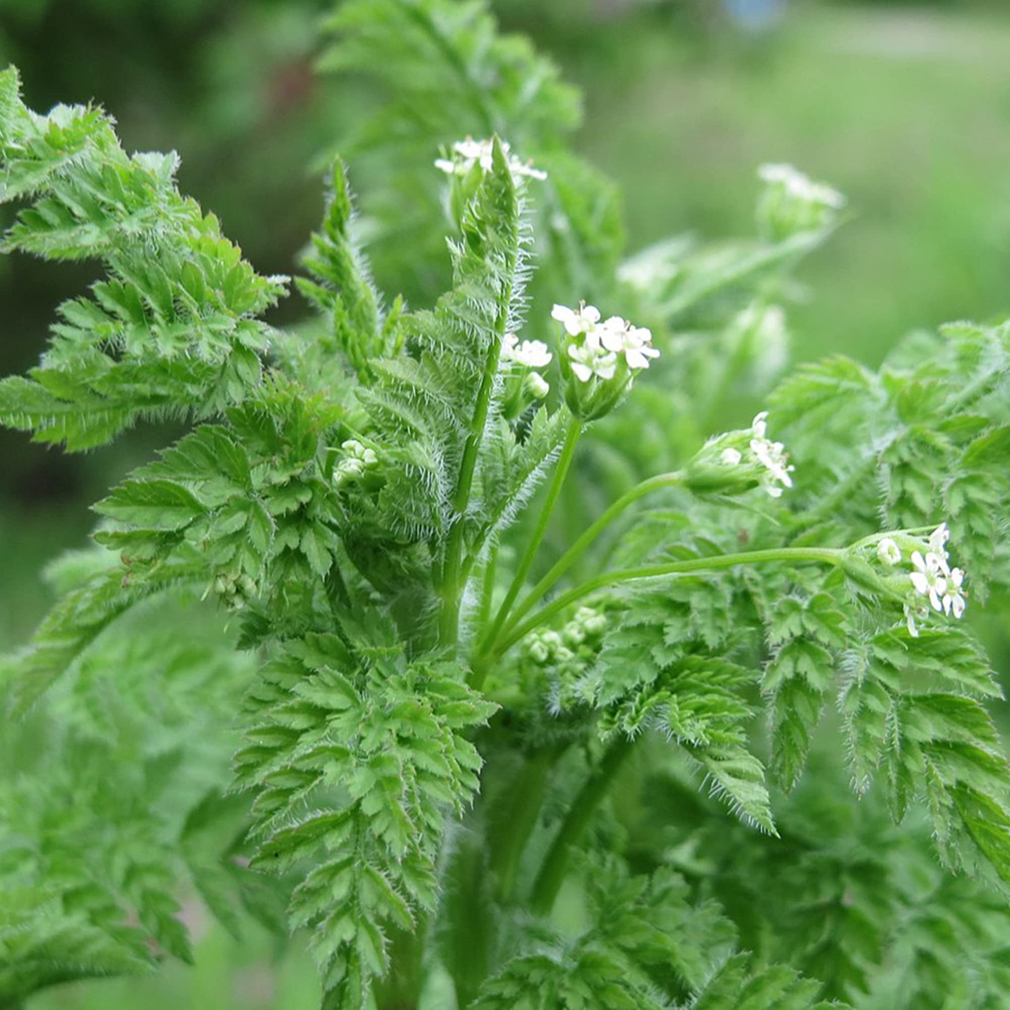 Anthriscus Cerefolium Seeds French Parsley, Chervil Annual Fragrant Attracts Bees & Butterflies Edible Cooking Beds Borders Containers Outdoor 800Pcs Herb Seeds by YEGAOL Garden