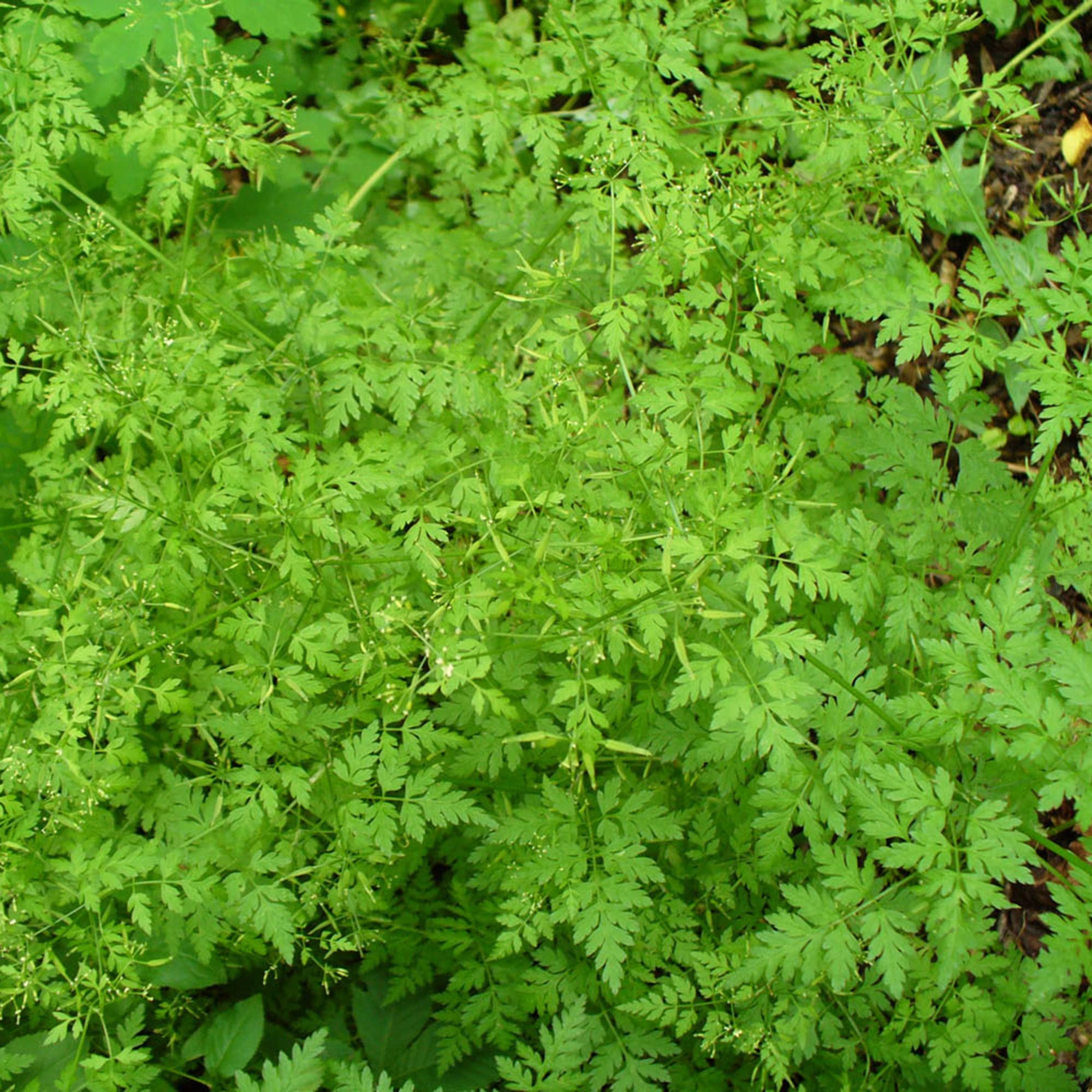 Anthriscus Cerefolium Seeds French Parsley, Chervil Annual Fragrant Attracts Bees & Butterflies Edible Cooking Beds Borders Containers Outdoor 800Pcs Herb Seeds by YEGAOL Garden