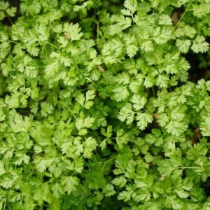 Anthriscus Cerefolium Seeds French Parsley, Chervil Annual Fragrant Attracts Bees & Butterflies Edible Cooking Beds Borders Containers Outdoor 800Pcs Herb Seeds by YEGAOL Garden