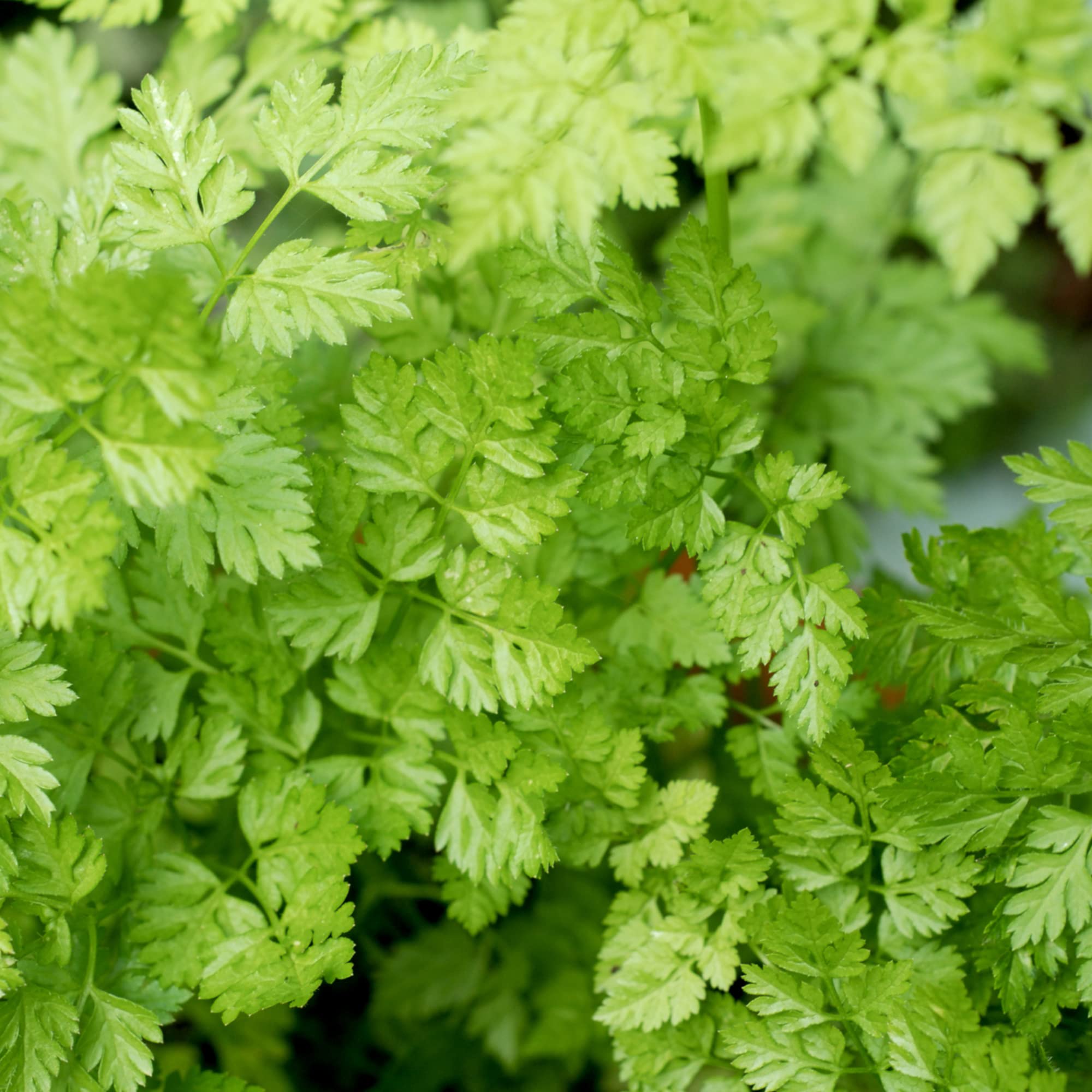 Anthriscus Cerefolium Seeds French Parsley, Chervil Annual Fragrant Attracts Bees & Butterflies Edible Cooking Beds Borders Containers Outdoor 800Pcs Herb Seeds by YEGAOL Garden