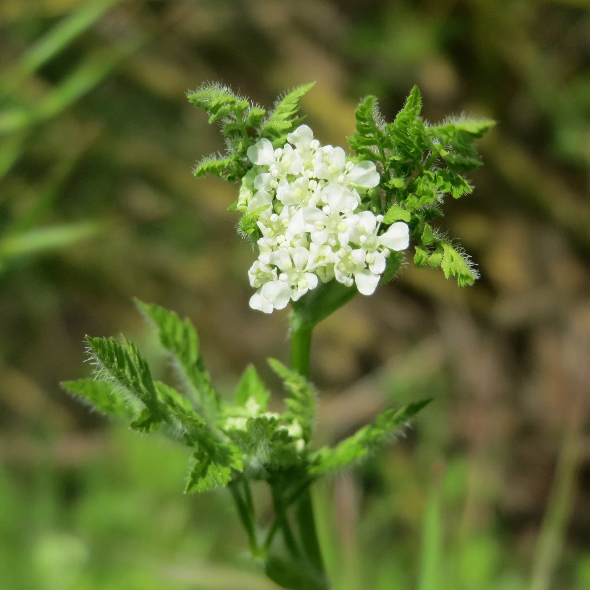 Anthriscus Cerefolium Seeds French Parsley, Chervil Annual Fragrant Attracts Bees & Butterflies Edible Cooking Beds Borders Containers Outdoor 800Pcs Herb Seeds by YEGAOL Garden