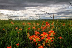 wildflower photography print (not framed) picture of indian paintbrush bringing color to stormy day in oklahoma country wall art farmhouse decor (5" x 7")