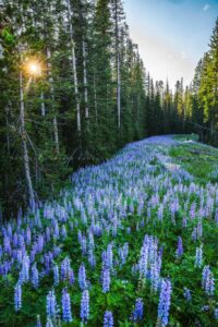 rocky mountain photography print (not framed) vertical picture of purple lupine in pine tree forest in montana wildflower wall art nature decor (5" x 7")