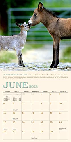 Unlikely Friendships Wall Calendar 2023: Heartwarming Photographs Paired with Stories of Interspecies Friendships