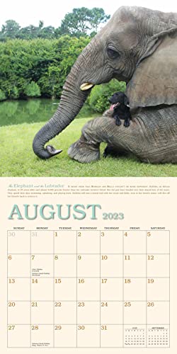 Unlikely Friendships Wall Calendar 2023: Heartwarming Photographs Paired with Stories of Interspecies Friendships