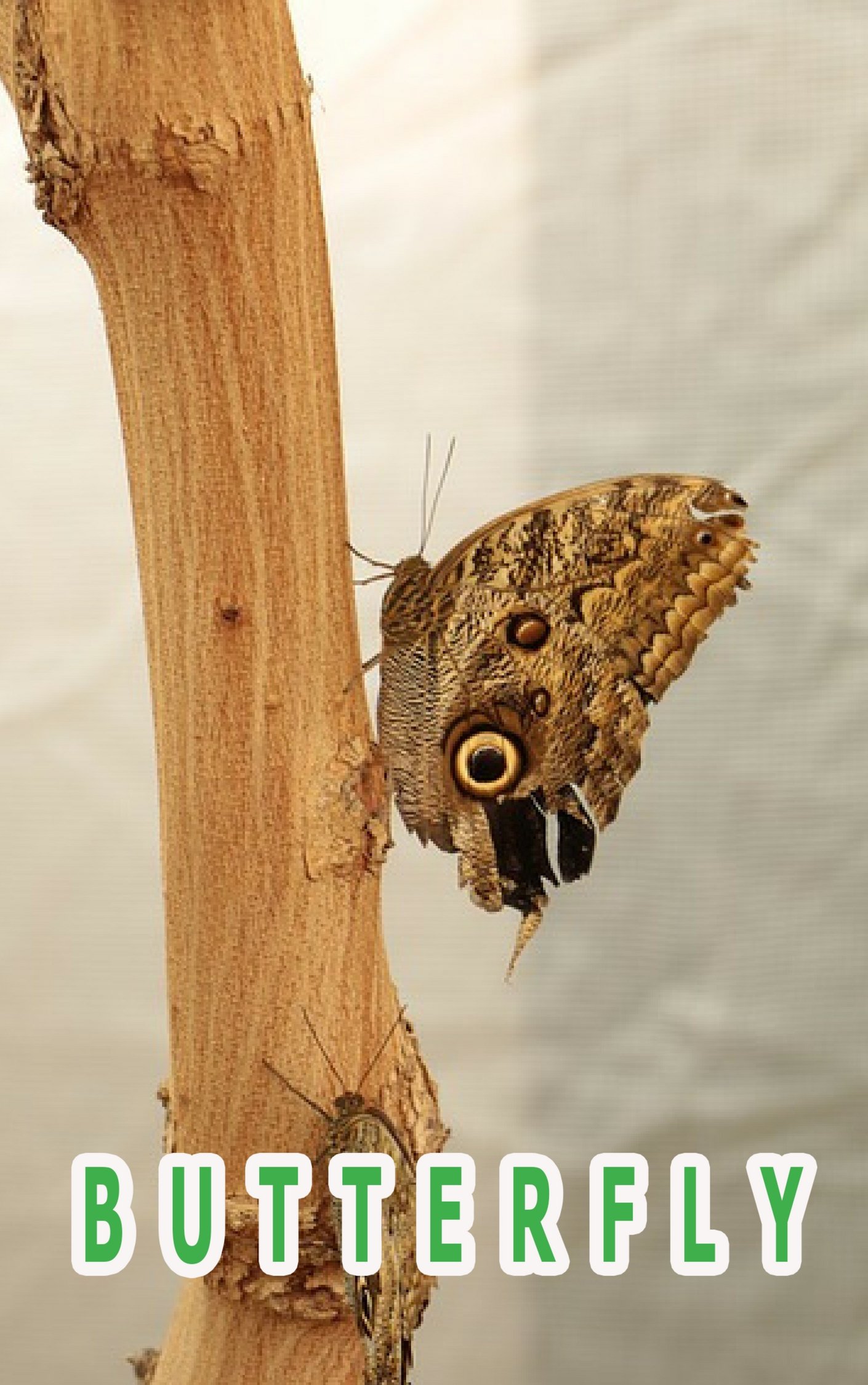 PHOTOGRAPHS : BUTTERFLY: For Age 3-5 / Preschool