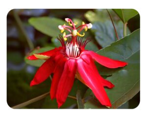 scarlet flame red passion flower vine live plant passiflora hybrid starter size 4 inch pot emeralds tm