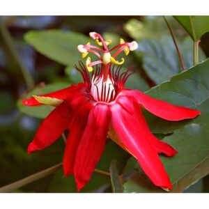 Scarlet Flame Red Passion Flower Vine Live Plant Passiflora Hybrid Starter Size 4 Inch Pot Emeralds TM