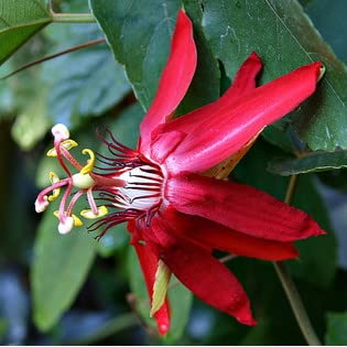 Scarlet Flame Red Passion Flower Vine Live Plant Passiflora Hybrid Starter Size 4 Inch Pot Emeralds TM