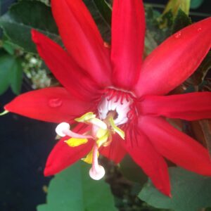 Scarlet Flame Red Passion Flower Vine Live Plant Passiflora Hybrid Starter Size 4 Inch Pot Emeralds TM