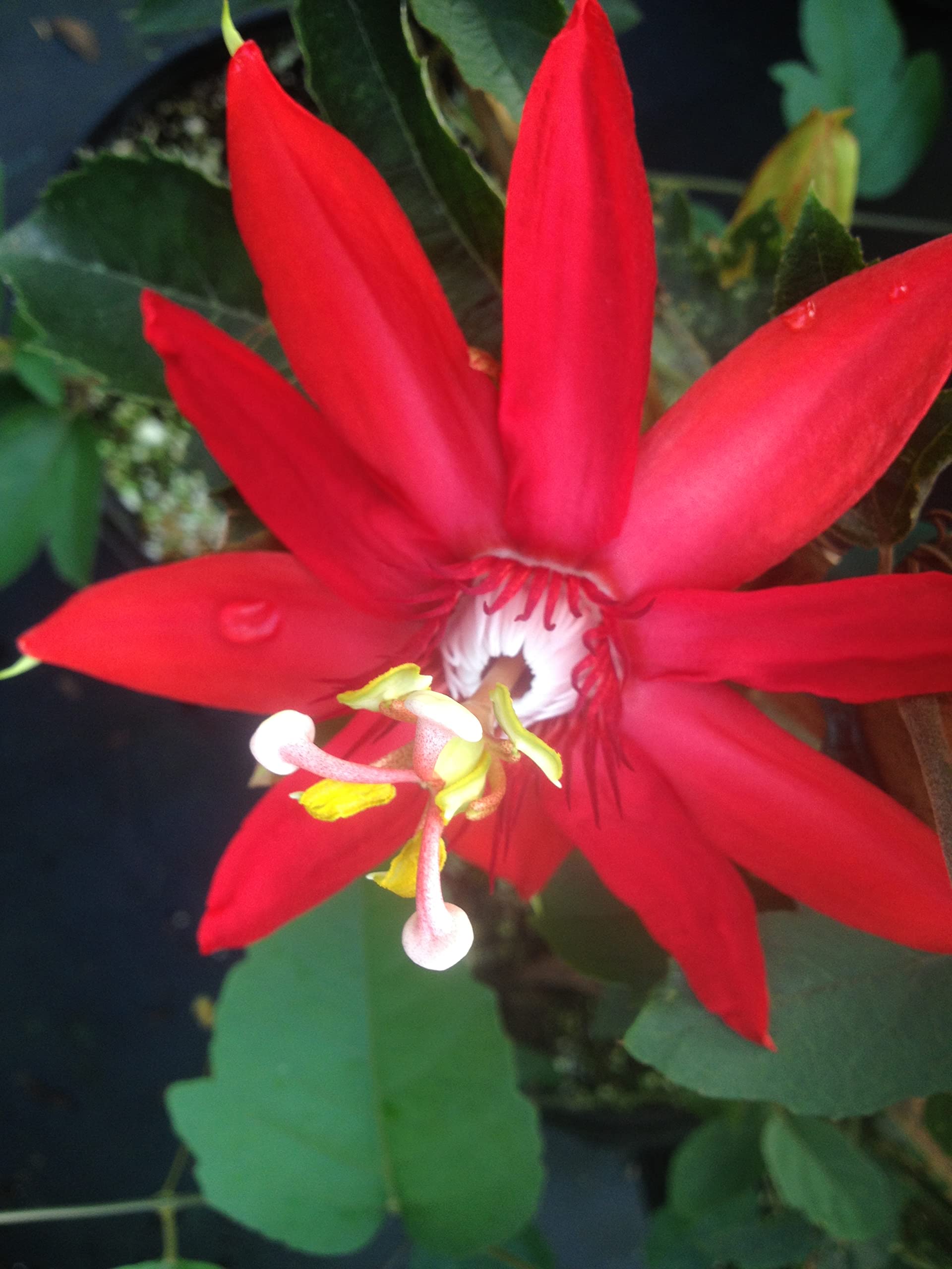 Scarlet Flame Red Passion Flower Vine Live Plant Passiflora Hybrid Starter Size 4 Inch Pot Emeralds TM