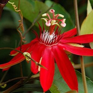 Scarlet Flame Red Passion Flower Vine Live Plant Passiflora Hybrid Starter Size 4 Inch Pot Emeralds TM