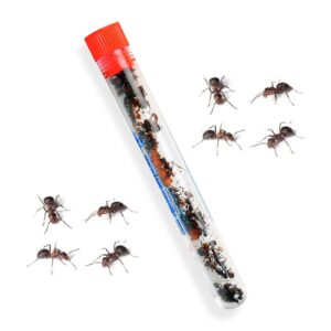 live ant farm ants kit refill - 25 red harvester ants for ant farms - educational insect exploration set shipped with order - guaranteed live arrival - science project supplies for kids & adults