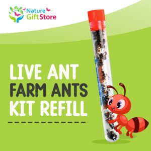 Live Ant Farm Ants Kit Refill - 25 Red Harvester Ants for Ant Farms - Educational Insect Exploration Set Shipped with Order - Guaranteed Live Arrival - Science Project Supplies for Kids & Adults