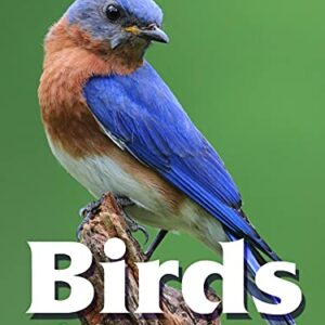 Birds of the Backyard: Spring in to Summer