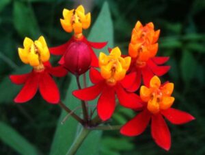 asclepias curassavica | butterfly bush | scarlet milkweed | 200_seeds