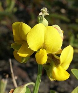 senna hebecarpa | wild cassia | wild american senna | 100_seeds