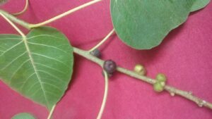 ficus religiosa | sacred fig | bodhi tree | pippala | peepul | peepal | 100_seeds