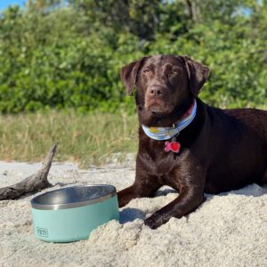 YETI Boomer 8, Stainless Steel, Non-Slip Dog Bowl, Holds 64 Ounces, Seafoam