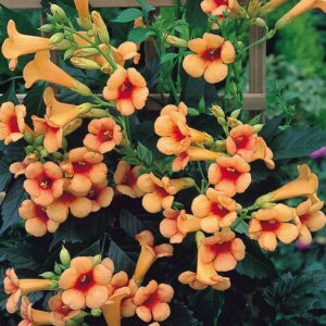 indian summer trumpet vine plant - campsis - 2.5" pot