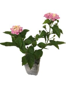 lantana camara flowers - two (2) mixed starter live plants - not seeds - natural mosquito repellant garden - attract hummingbirds & butterflies - in 4 inch pots