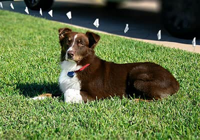 Heavy Duty Nylon Replacement Dog Collar Strap - Compatible with Most Brands/Models of Underground Electric Dog Fences and Training Receivers- Hot Pink