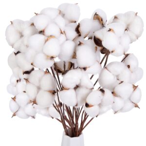 domestar 30pcs cotton stems, 15" natural dried cotton 120 cotton balls cotton sprigs cotton blooms floral stems for vase fillers