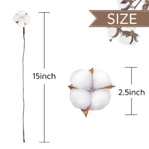 DomeStar 30PCS Cotton Stems, 15" Natural Dried Cotton 120 Cotton Balls Cotton Sprigs Cotton Blooms Floral Stems for Vase Fillers