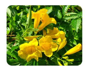 gold star esperanza texas superstar yellow bells flower attracts butterfly hummingbird tropical live plant starter size 4 inch pot emerald r