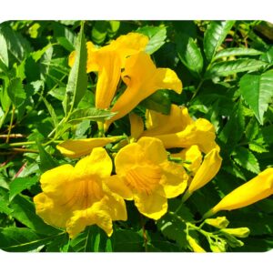 Gold Star Esperanza Texas Superstar Yellow Bells Flower Attracts Butterfly Hummingbird Tropical Live Plant Starter Size 4 Inch Pot Emerald R