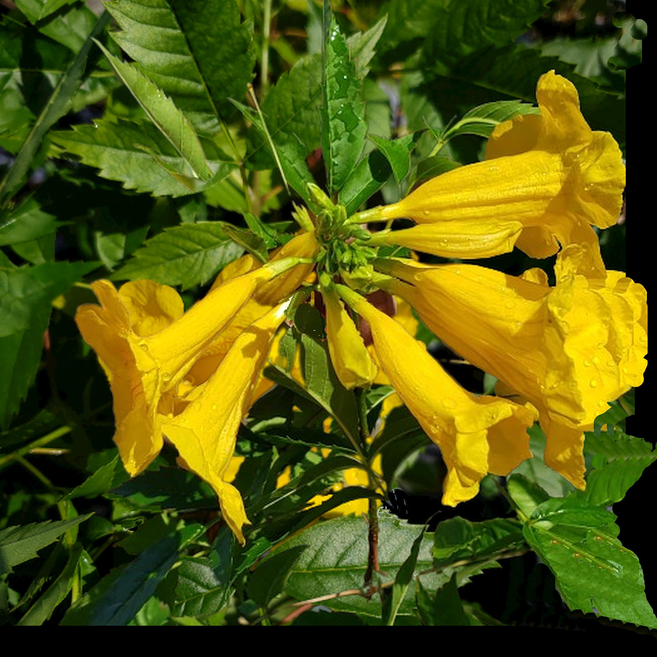 Gold Star Esperanza Texas Superstar Yellow Bells Flower Attracts Butterfly Hummingbird Tropical Live Plant Starter Size 4 Inch Pot Emerald R