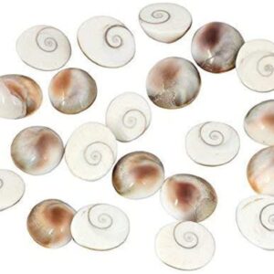 SAI MART Natural Gomti 11piece River Stone Gomati Chakra for Lakshmi/Laxmi Puja Pooja Peace,Prosperity,Energized and Wealt,Success