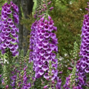 2 live foxglove digitalis arctic rose' starter perennial plants. super healthy. attracts butterflies and hummingbirds. shipped trimmed