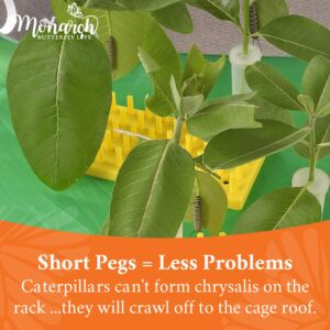 Short Peg Rack with 8 Large Floral Tubes to Feed Caterpillars Fresh Milkweed Cuttings, Host Plants, and Nectar Flowers by MONARCH BUTTERFLY LIFE