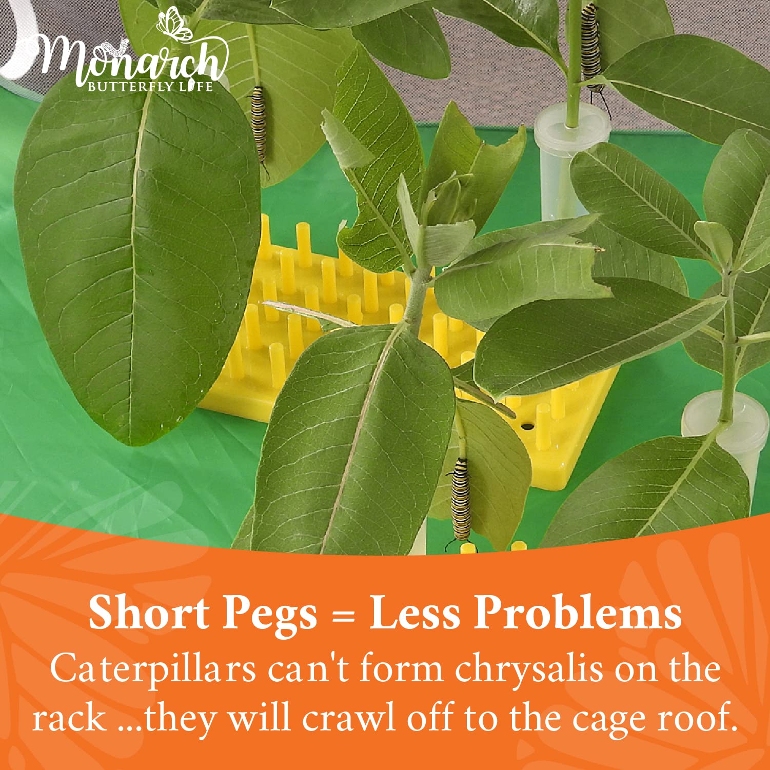 Short Peg Rack with 8 Large Floral Tubes to Feed Caterpillars Fresh Milkweed Cuttings, Host Plants, and Nectar Flowers by MONARCH BUTTERFLY LIFE