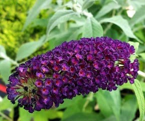 greenwood nursery: live shrub plants - 'black knight' butterfly bush + buddleja/buddleia davidii - [qty: 2x pint pots] - (click for other available plants/quantities)