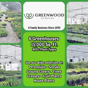 Greenwood Nursery: Live Shrub Plants - 'Black Knight' Butterfly Bush + Buddleja/Buddleia Davidii - [Qty: 2X Pint Pots] - (Click for Other Available Plants/Quantities)