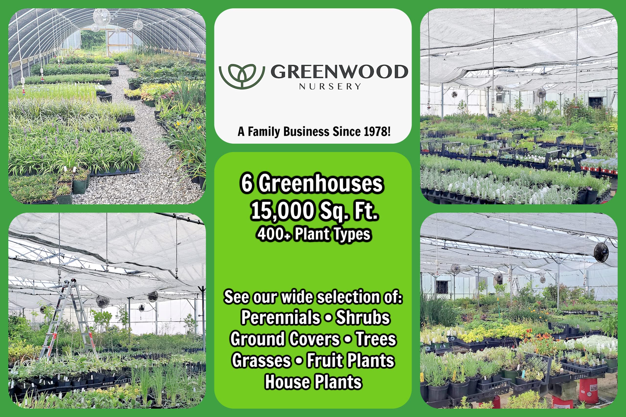 Greenwood Nursery: Live Shrub Plants - 'Black Knight' Butterfly Bush + Buddleja/Buddleia Davidii - [Qty: 2X Pint Pots] - (Click for Other Available Plants/Quantities)