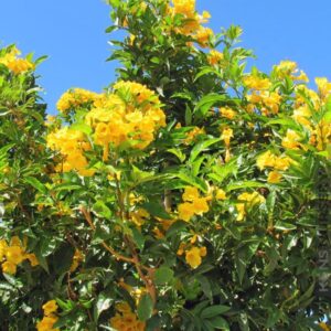 Yellow Flowering Allamanda Bush | 3 Live Plants | Allamanda Schottii | Beautiful Indoor and Outdoor Blooming Shrub